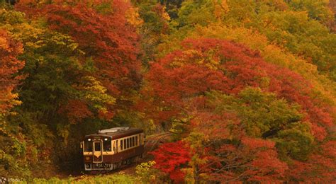 일본 단풍 시기 2023년은 언제일까 삿포로 도쿄 오사카 교토