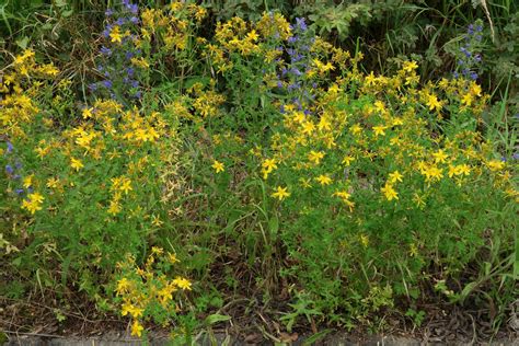 Hypericum Perforatum