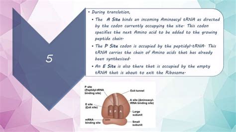 Translation And Post Translational Modification Pptx