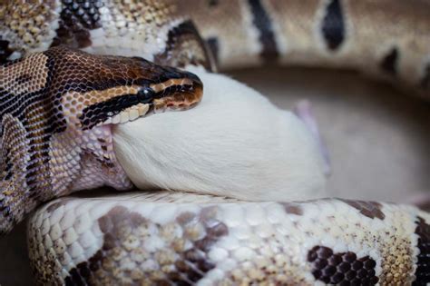 Do Bull Snakes Eat Spiders Eating Tarantula In Cambodia Phnom Penh