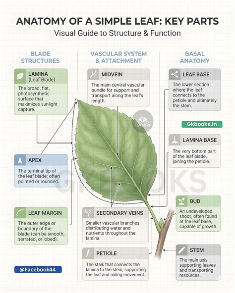 Gkbooks 🌿 Anatomy Of A Simple Leaf Structure And Functions Explained