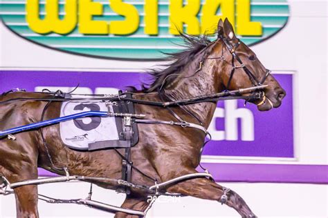 Lion Queen Overcomes Difficulties Gloucester Park Harness Racing