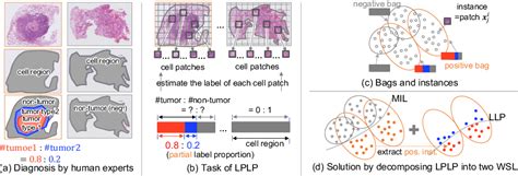Figure 1 From Learning From Partial Label Proportions For Whole Slide Image Segmentation