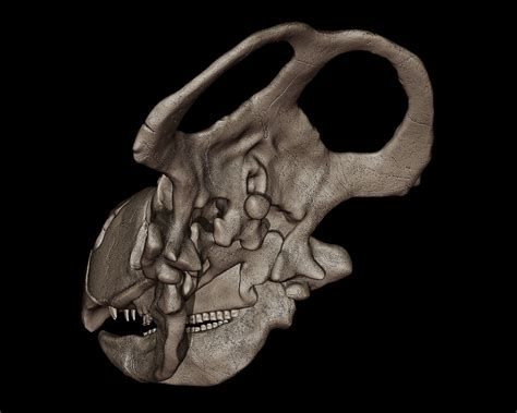 Protoceratops Skull 3d Model 3d Printable Cgtrader