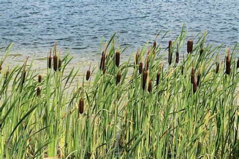 Common Cattail Highly Familiar And Amazingly Versatile Eat The Planet