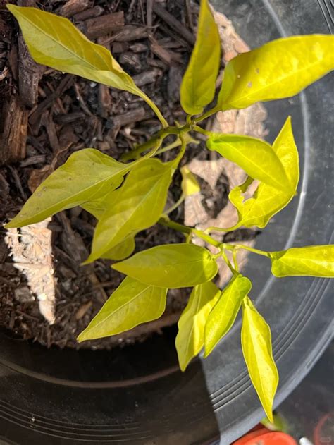 求助辣椒叶子发黄是怎么回事 花瓣网