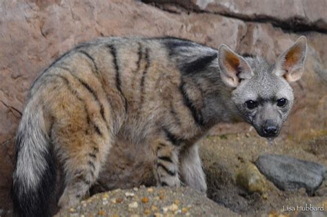 Aardwolf Hyena Laonna Dr Ca Cossu ⚕ Hyenidae Is A Lineage That