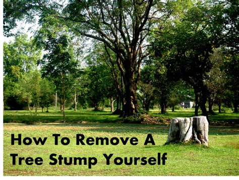How To Remove A Tree Stump Yourself The DIY Life