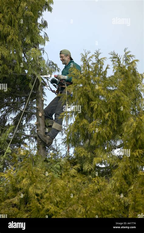 Tree Trimmer In Cypress Tree With Saw In Hand And Safety Harness And Ropes Stock Photo Alamy