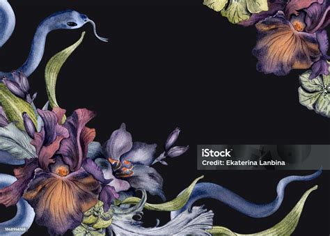 고딕 양식의 수채화 꽃과 검은 색에 고립 된 뱀이있는 프레임 손으로 그린 식물 요소 포장용 어두운 식물학 이미지입니다 백합