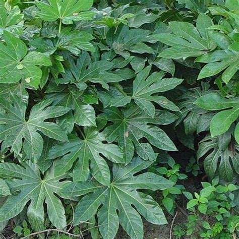 八角金盘树苗盆栽八爪金盘盆栽植物四季常青八爪金盘雷工程绿化苗 虎窝淘