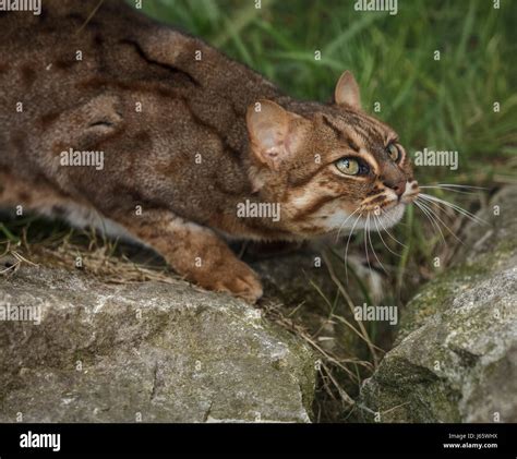 Rusty Spotted Cat Stock Photo Alamy