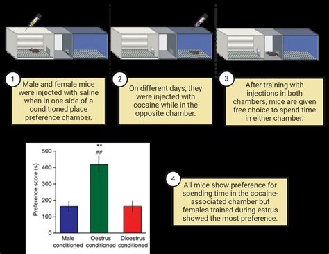 11 4 Sex Differences In Brain Circuits And Susceptibility To Psychiatric Disease Introduction