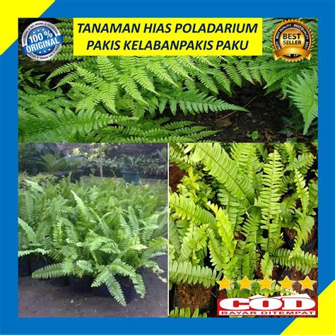 Jual Tanaman Hias Paludarium Pakis Kelabang Bibit Pakis Paku Shopee