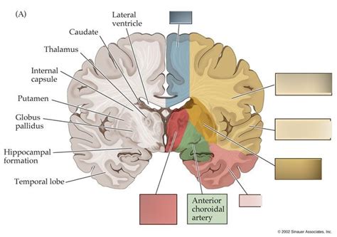 Posterior Cerebral Artery Distribution