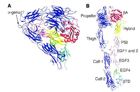 Structure Of The Extracellular Segment Of α V β 3 Derived With Download Scientific Diagram