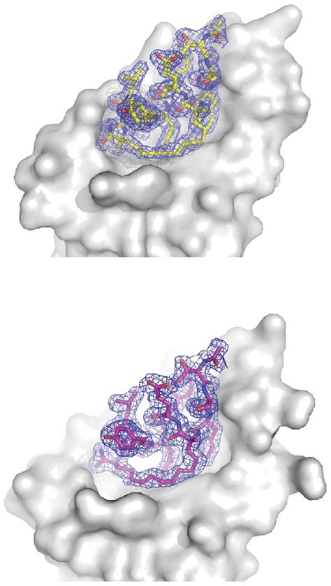 The 2fo Fc Electron Density Map Which Has Been Contoured At 12 σ Download Scientific Diagram
