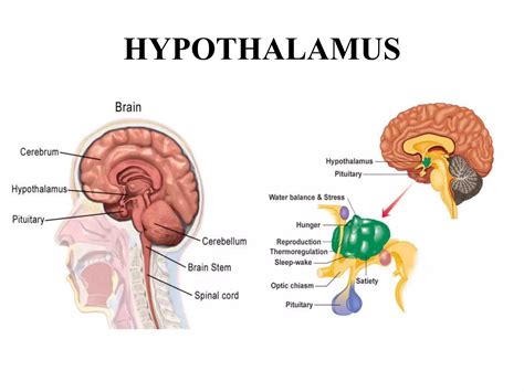 Parts Of Forebrain Pptx
