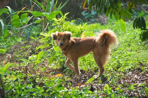 Bill And Trixy Missionary Dog