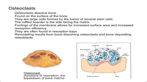 Osteoclasts Youtube