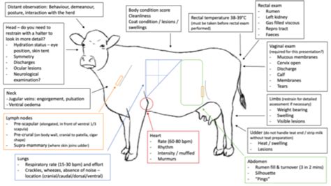 5 Bovine Clinical Examination Flashcards Quizlet