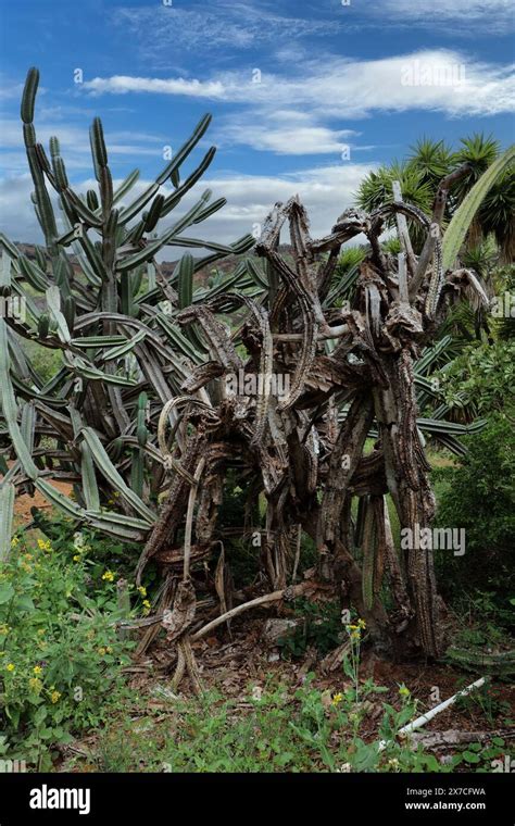 A Large Sprawling Columnar Cereus Cactus With Half Of Its Branches