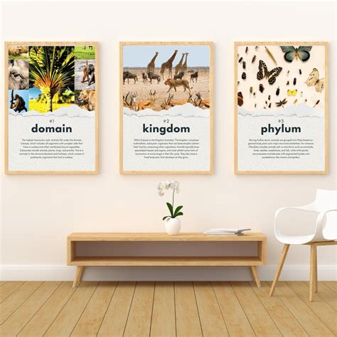 Animal Classifications Ecology Posters High School Science Classroom Animal Classifications Ecology Posters High School Science Classroom