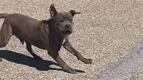 ბუმის ენერგია პიტბულმა არ ჩაგვახრამუნა Youtube