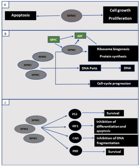 Life Free Full Text The Role Of Nucleophosmin 1 Npm1 Mutation In The Diagnosis And