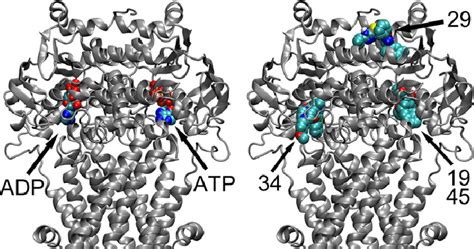 The Location Of Docked Inhibitors In The Human P Gp Model The Protein