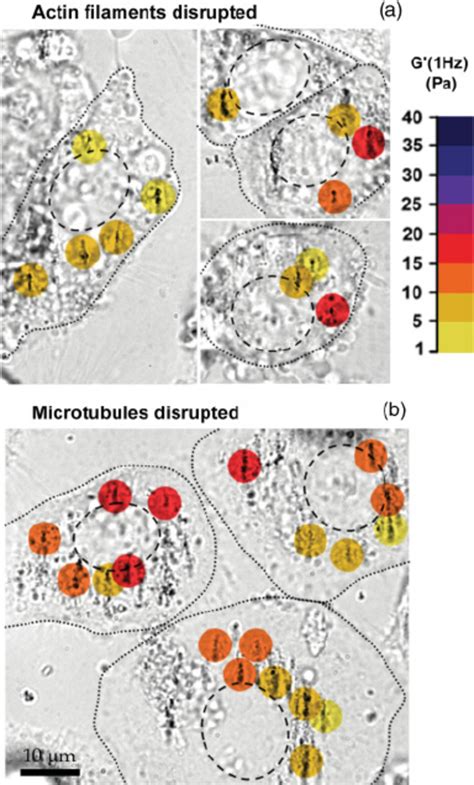 Color Online Viscoelasticity Inside Tumor Cells With Disrupted Actin