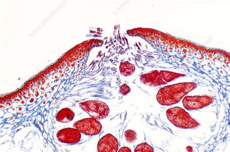 Fucus Distichus Lm Stock Image C0121157 Science Photo Library