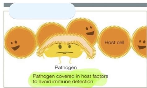 Pathogenesis Of Bacteria Flashcards Quizlet