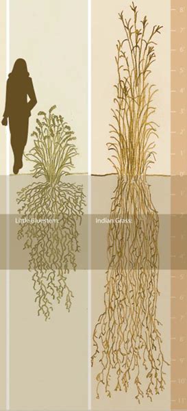 Indian Grass Drawing