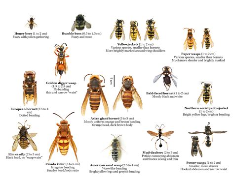 Stinging Id Guide Mayne Island Conservancy