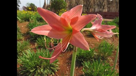 ဒေါ်ကေတုမာလာ Click For Mm Youtube