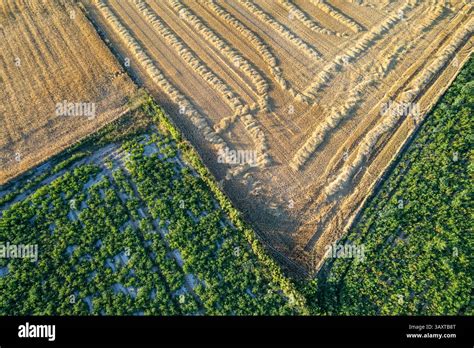 Agriculture And Farming Top View Of Field Divisions Agricultural Landscape From Above
