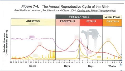 The Reproductive Cycle Of The Female Dog Diagram Quizlet