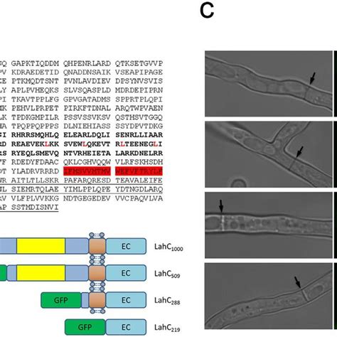 Identification Of The Minimal Lahc Domain Panel A Sequence Analysis