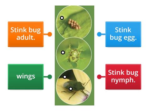 Book 30 Stink Bug Labels Labelled Diagram