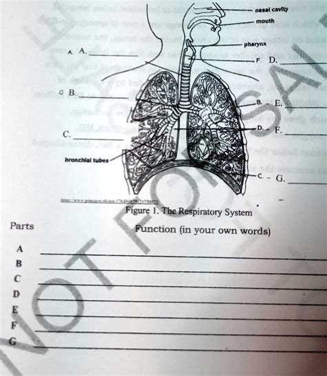 SOLVED Activity Parts And Function Of The Respiratory System Study The Diagram And Identify