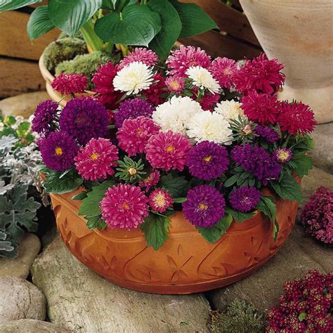 Seeds For Growing Aster Flower Plants Easy To Grow