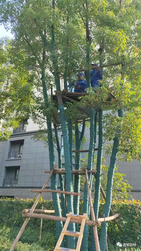 苗木防寒 天气寒冷如何帮苗木安全越冬 河南省嘉郁园林绿化工程有限公司