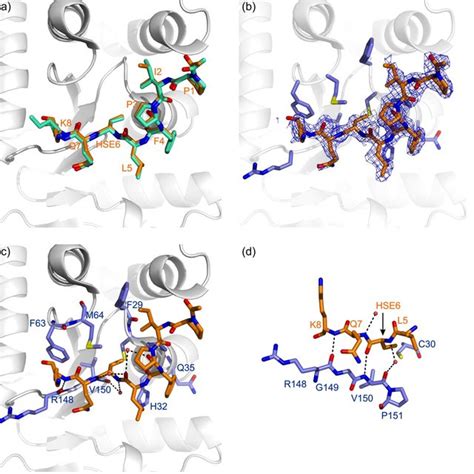 The Catalytic Cycle Of Dsba A Oxidized Dsba Reacts With A Variety Of Download Scientific