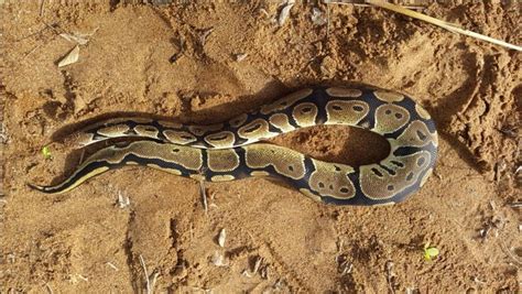 Nigerian Python Killers Vs Latino Anaconda Conservationists Nairaland General Nigeria Nigerian Python Killers Vs Latino Anaconda Conservationists Nairaland General Nigeria