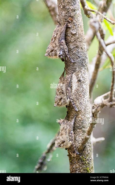 Proboscis Bat、long Nosed Proboscis Bat Sharp Nosed Bat