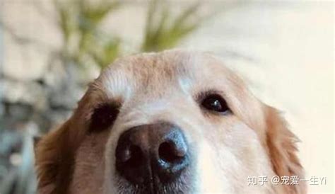 狗狗眼有黄脓状眼屎 知乎