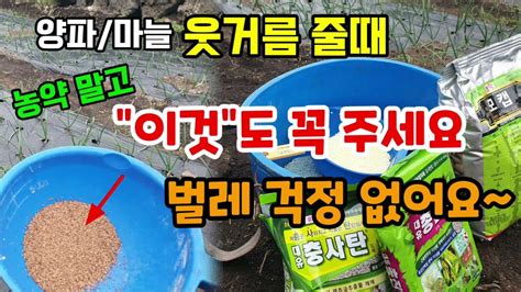 양파마늘 웃거름 줄때 농약 말고 이것도 천연살충제 꼭 뿌려 주세요 벌레걱정 없어요 천연살충제 제충국 Youtube