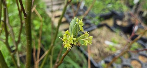 Sassafras Albidum Sassafras Native Haunts