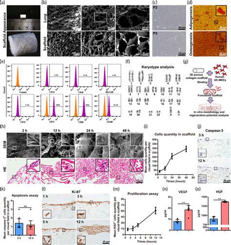 Macrograph And Characterization Of An Artificial 3d Biomimetic